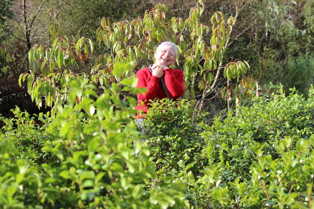 tea garden 3 | Solway Tours | Guided Historic Tours Across Scotland ...